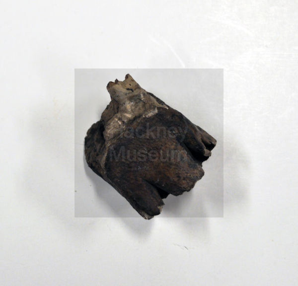Tooth - Woolly rhinoceros | Hackney Museum