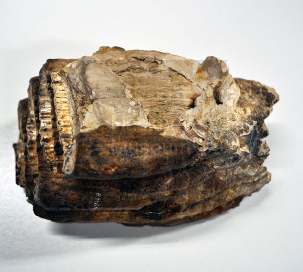 Tooth - Straight Tusked Elephant | Hackney Museum