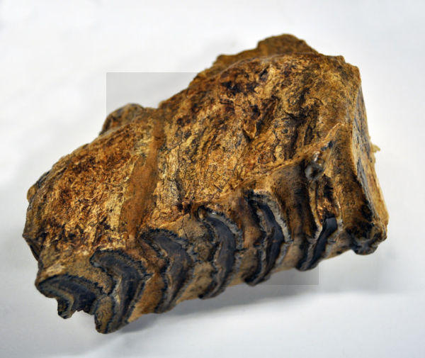 Tooth - Straight-tusked Elephant | Hackney Museum