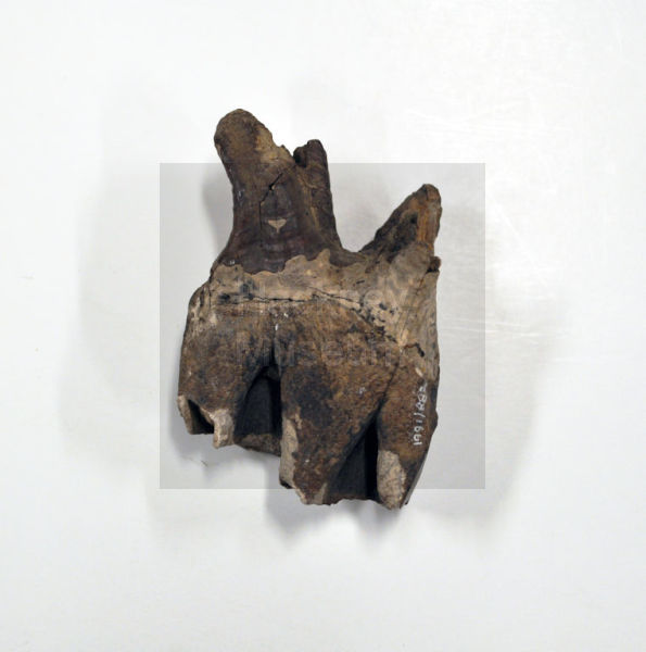 Tooth - Woolly Rhinoceros | Hackney Museum